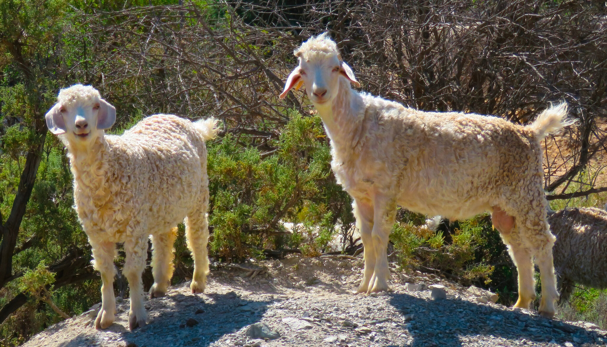 Cryptorchidism in Goats - Goat Journal